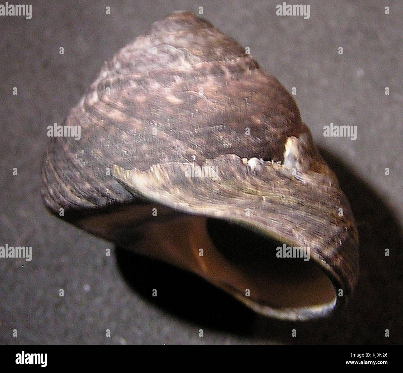 Tegula gallina hi-res stock photography and images - Alamy