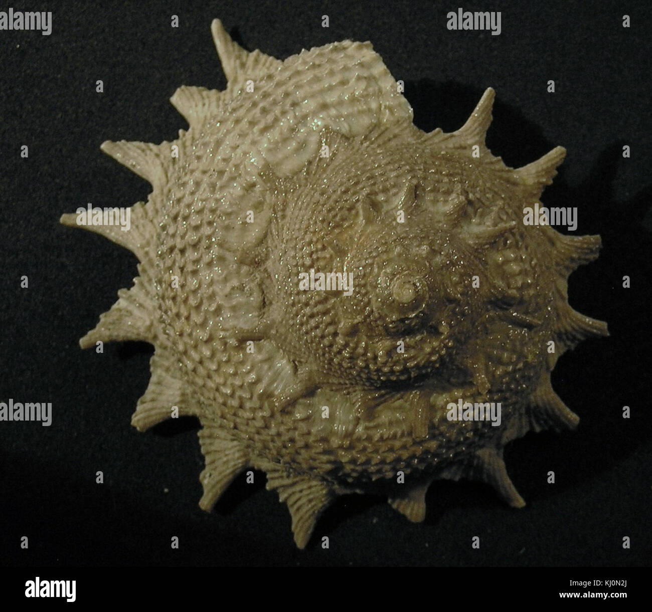 Astraea heliotropium hi-res stock photography and images - Alamy