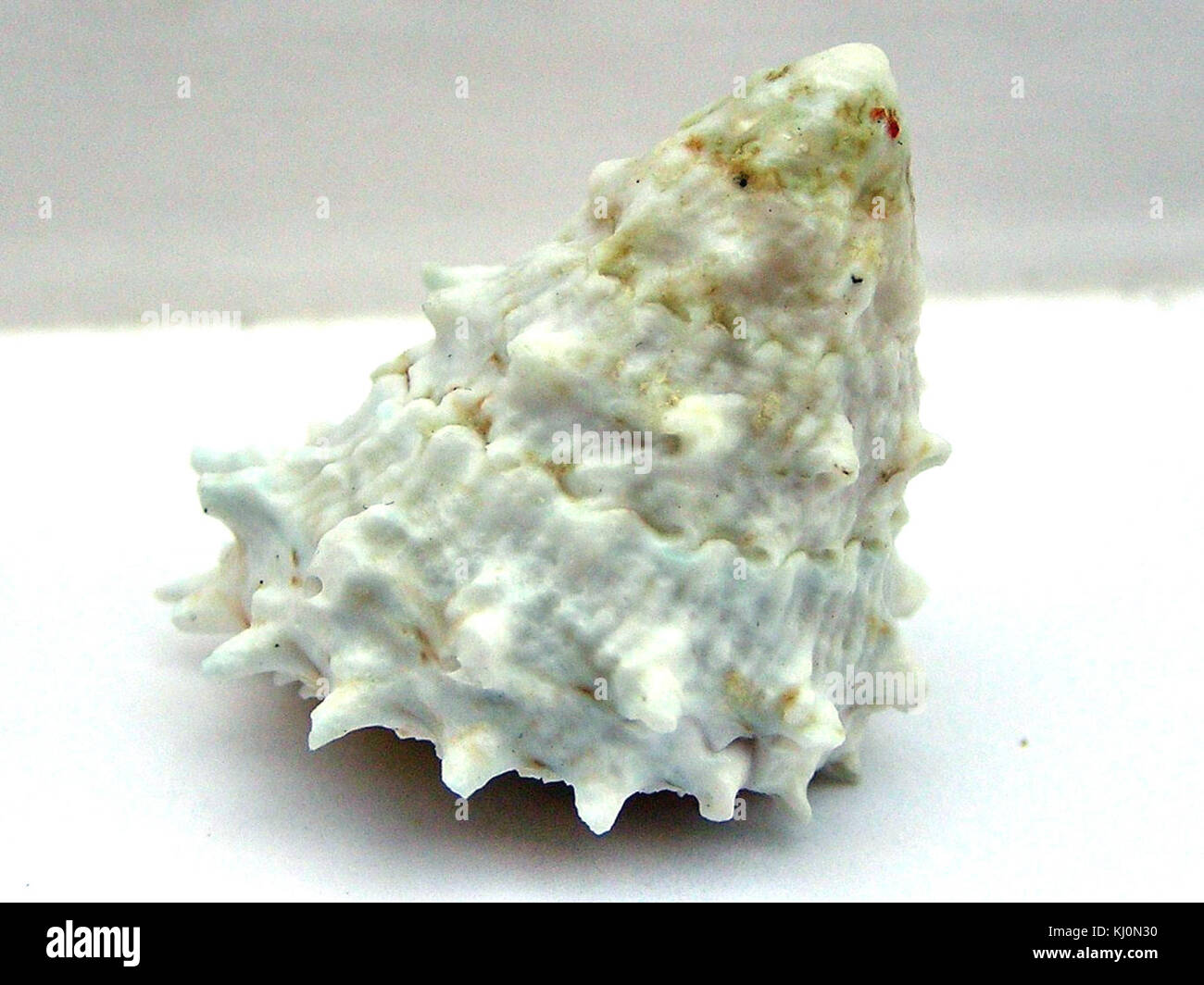 Astralium rhodostomum 001 Stock Photo - Alamy