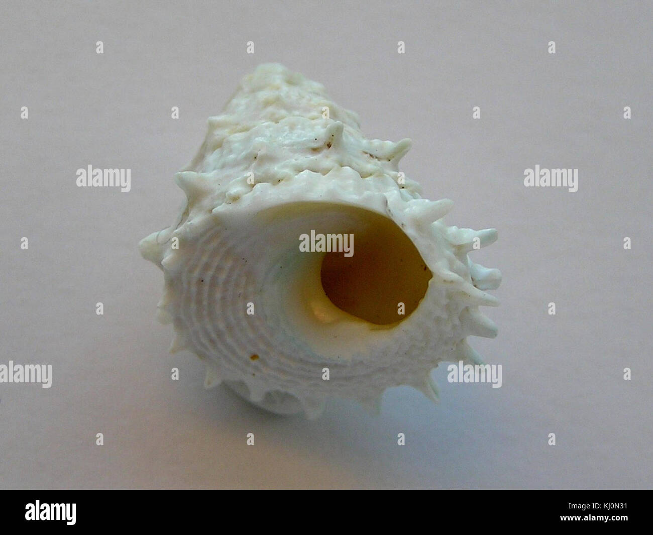 Astralium rhodostomum 002 Stock Photo - Alamy
