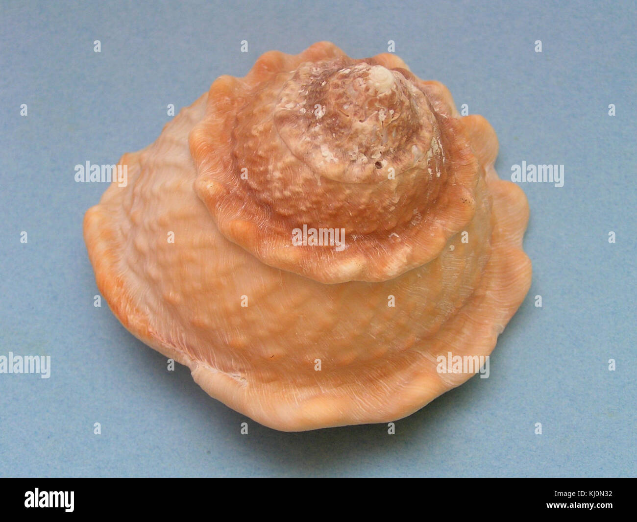 Megastraea undosa 001 Stock Photo - Alamy