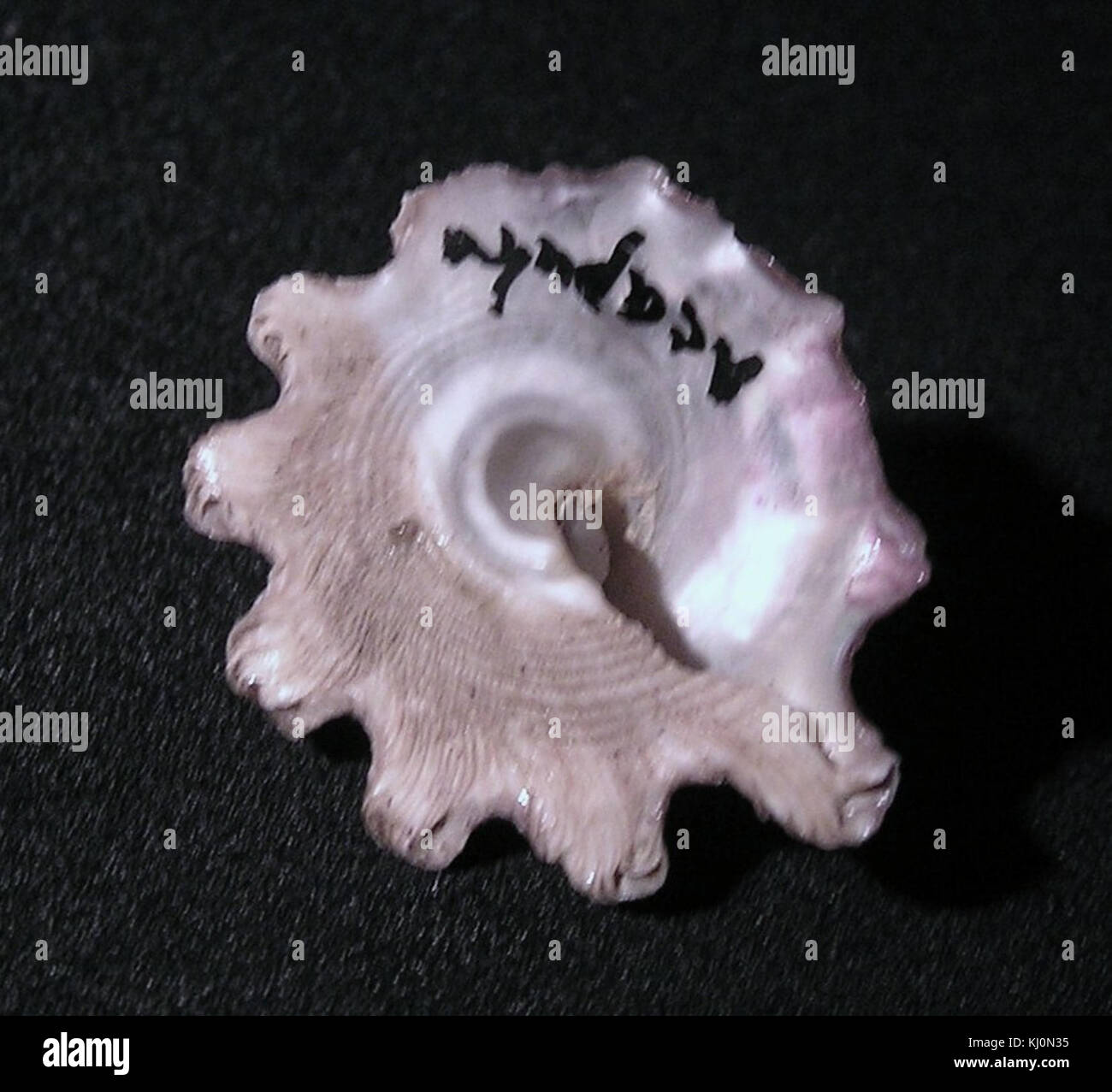 Uvanilla unguis 002 Stock Photo - Alamy