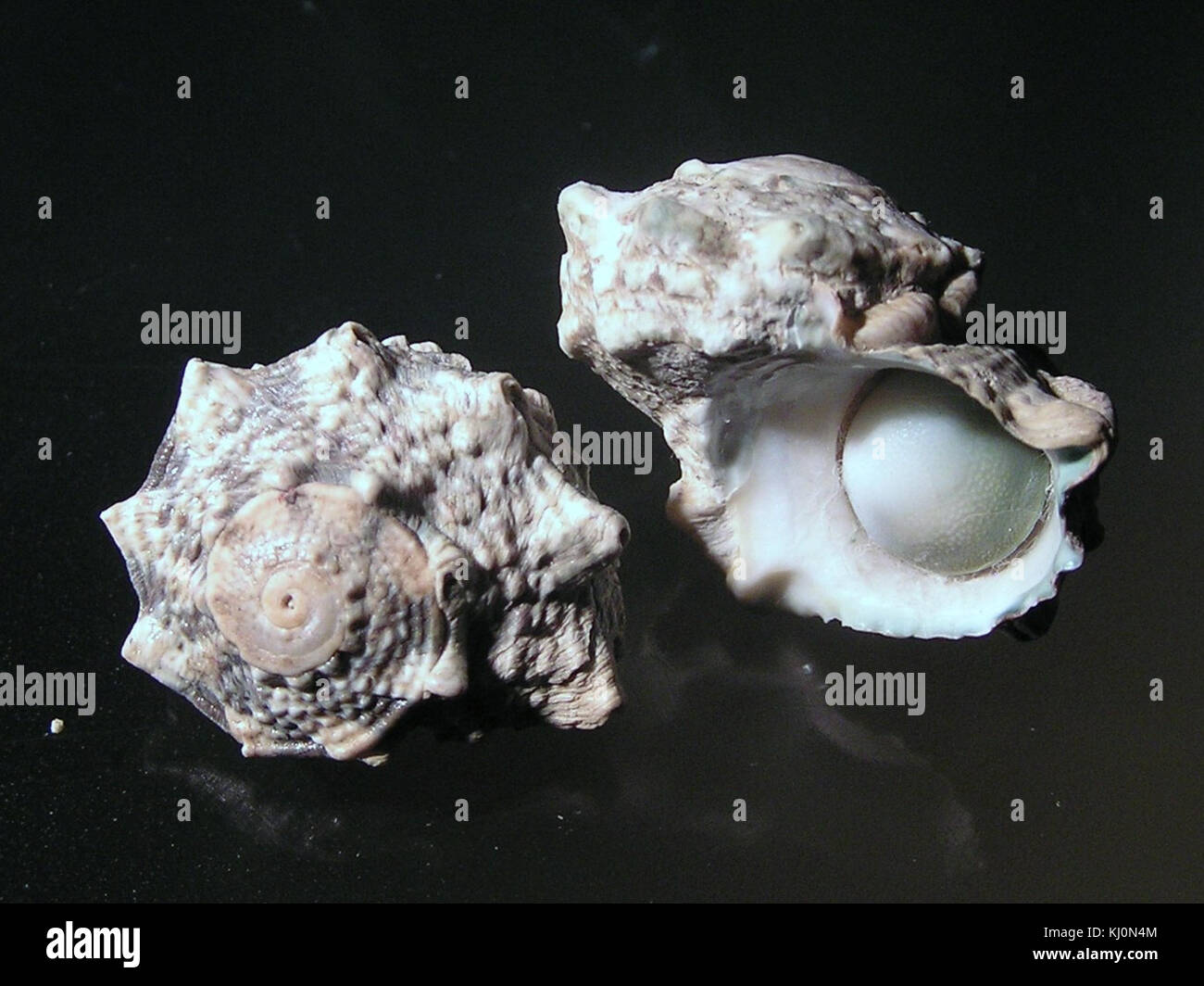 Turbo granulatus refers to a species of marine gastropod. This specimen ...
