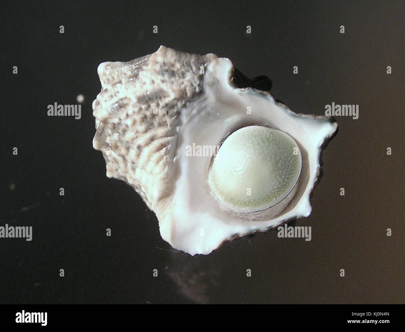 Turbo granulatus hi-res stock photography and images - Alamy