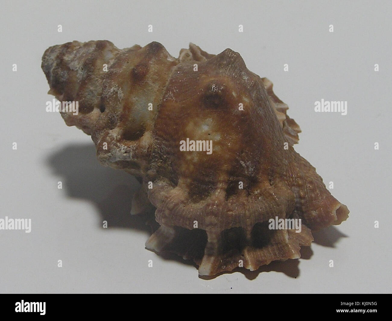 Bursa corrugata hi-res stock photography and images - Alamy