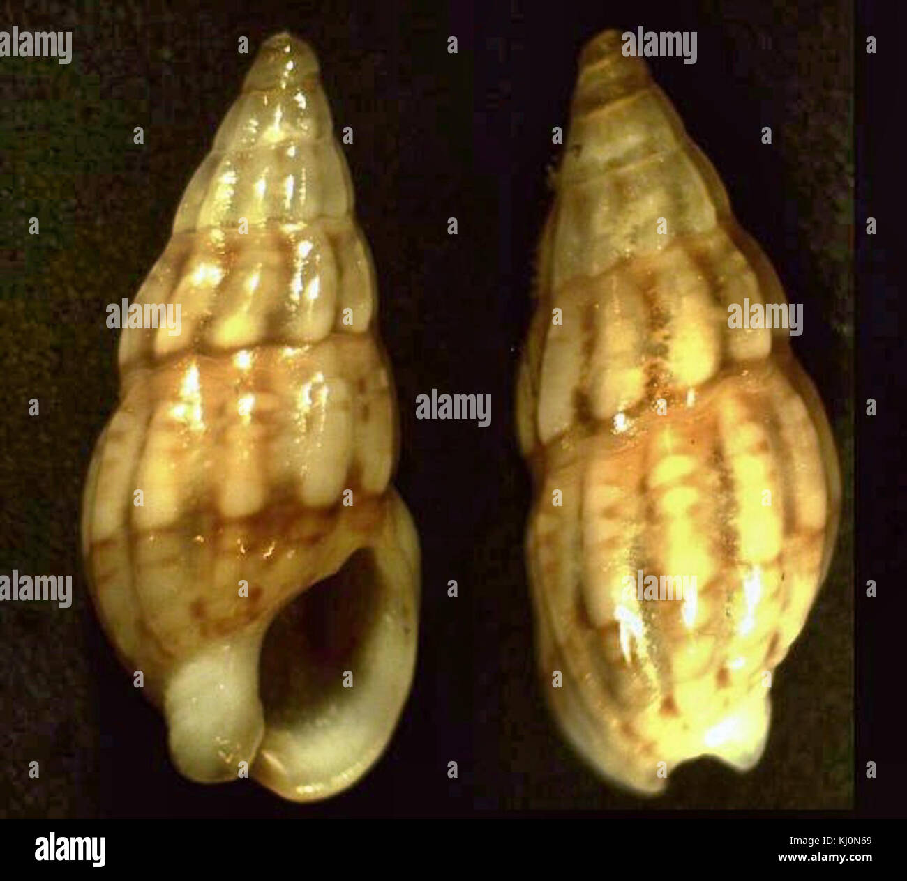 Nassarius capensis 001 Stock Photo - Alamy