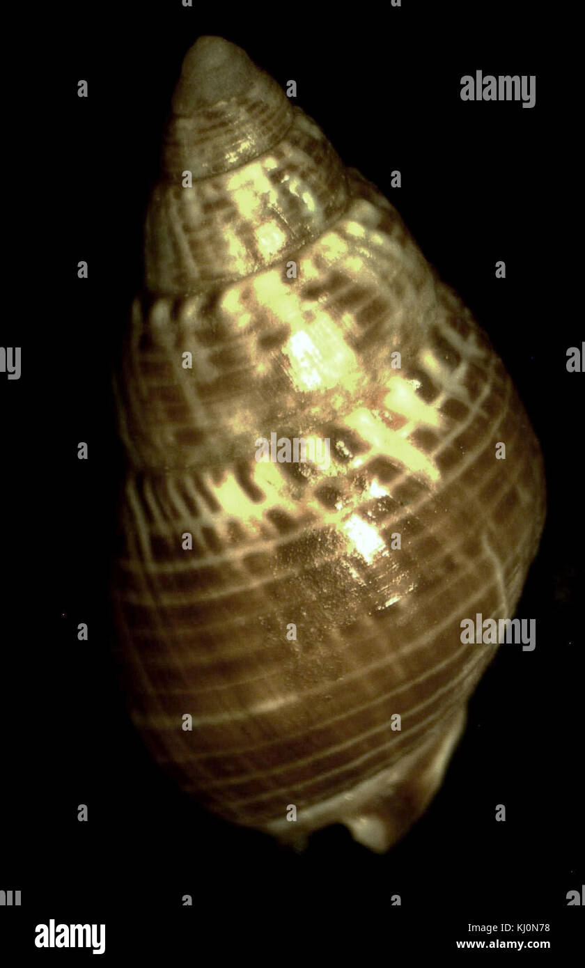 Nassarius gayii 002 Stock Photo - Alamy