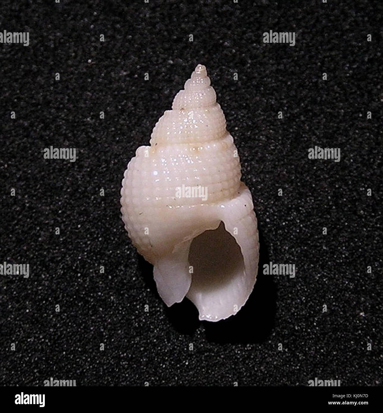 Nassarius splendidulus 001 Stock Photo - Alamy