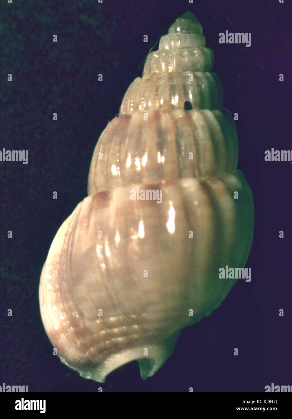 Nassarius hi-res stock photography and images - Alamy