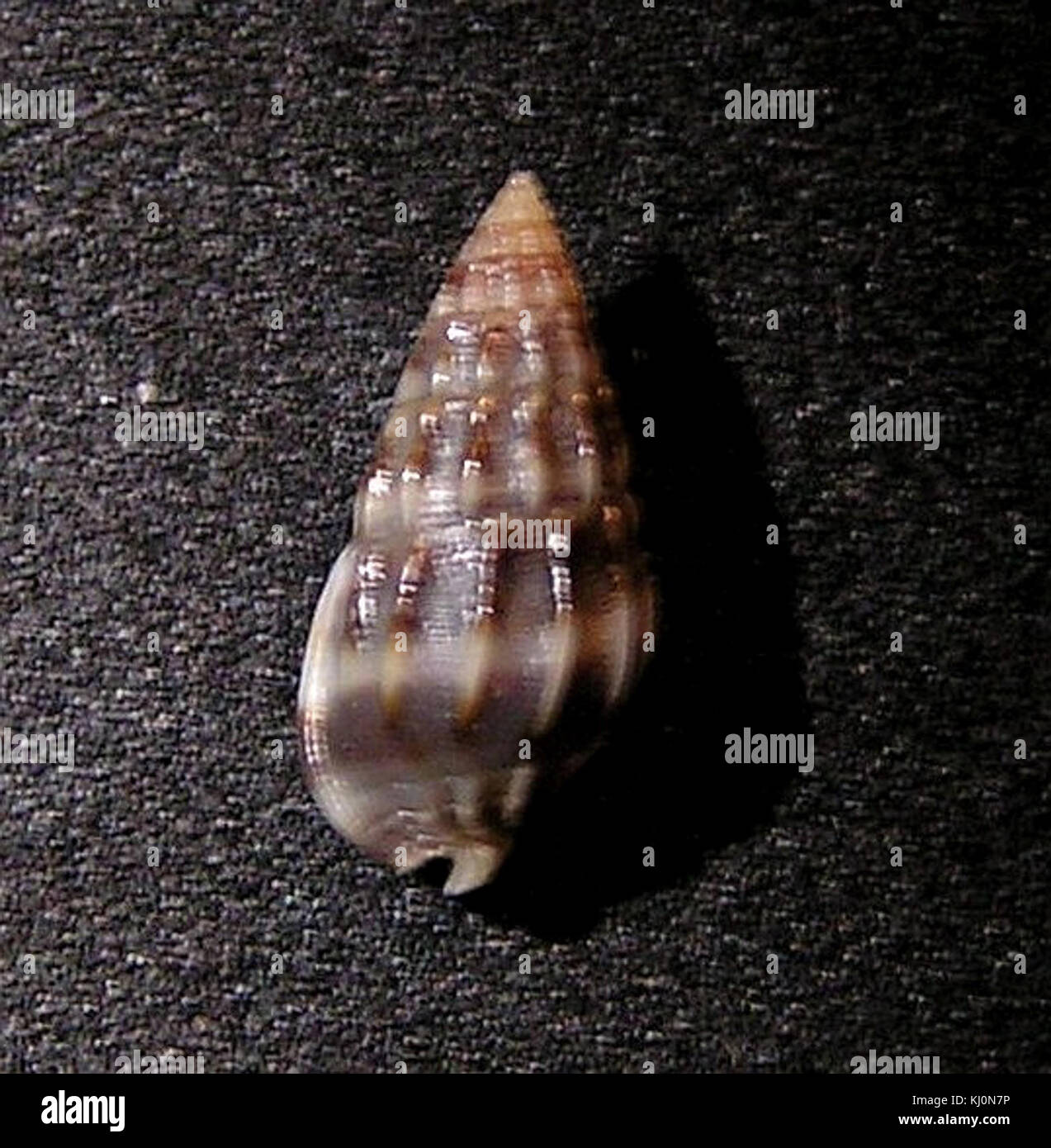 Wilsoni hi-res stock photography and images - Alamy