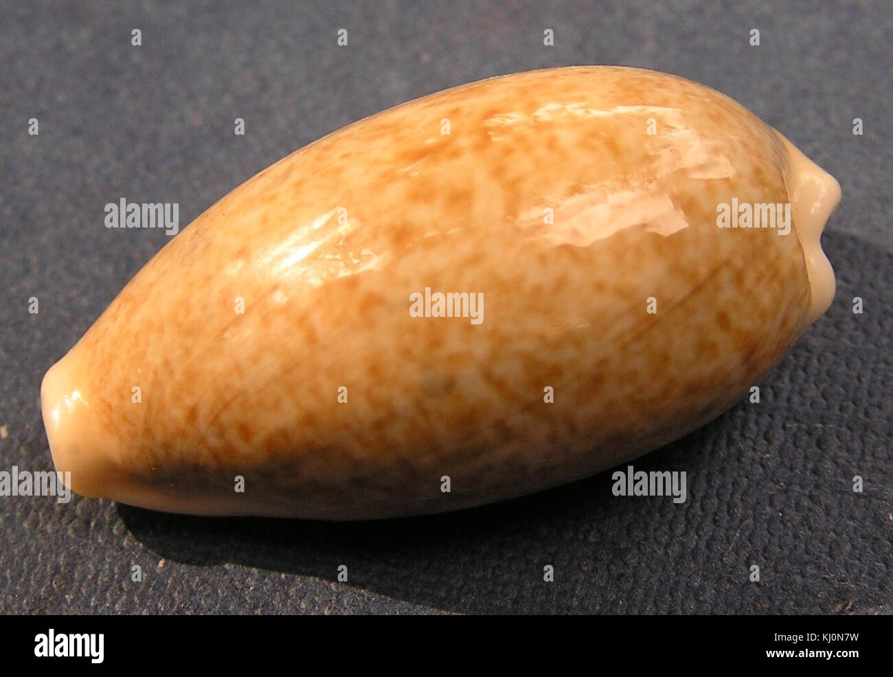 Erronea ovum 002 Stock Photo - Alamy