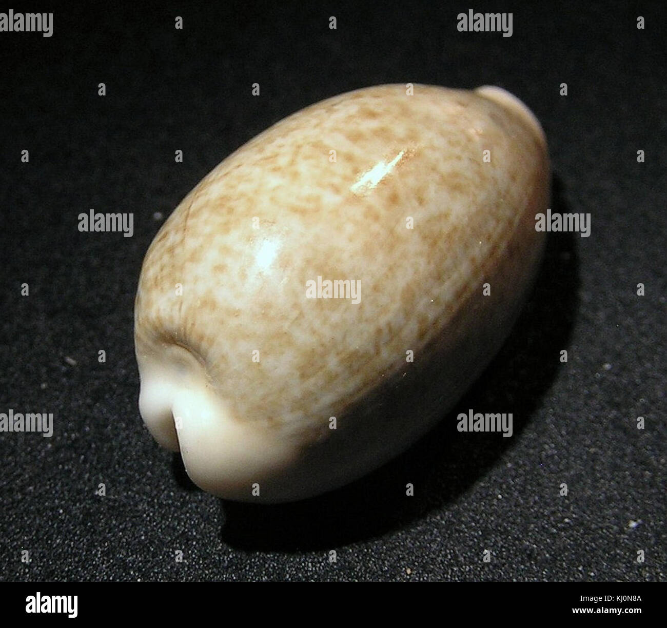 Erronea ovum 005 Stock Photo - Alamy