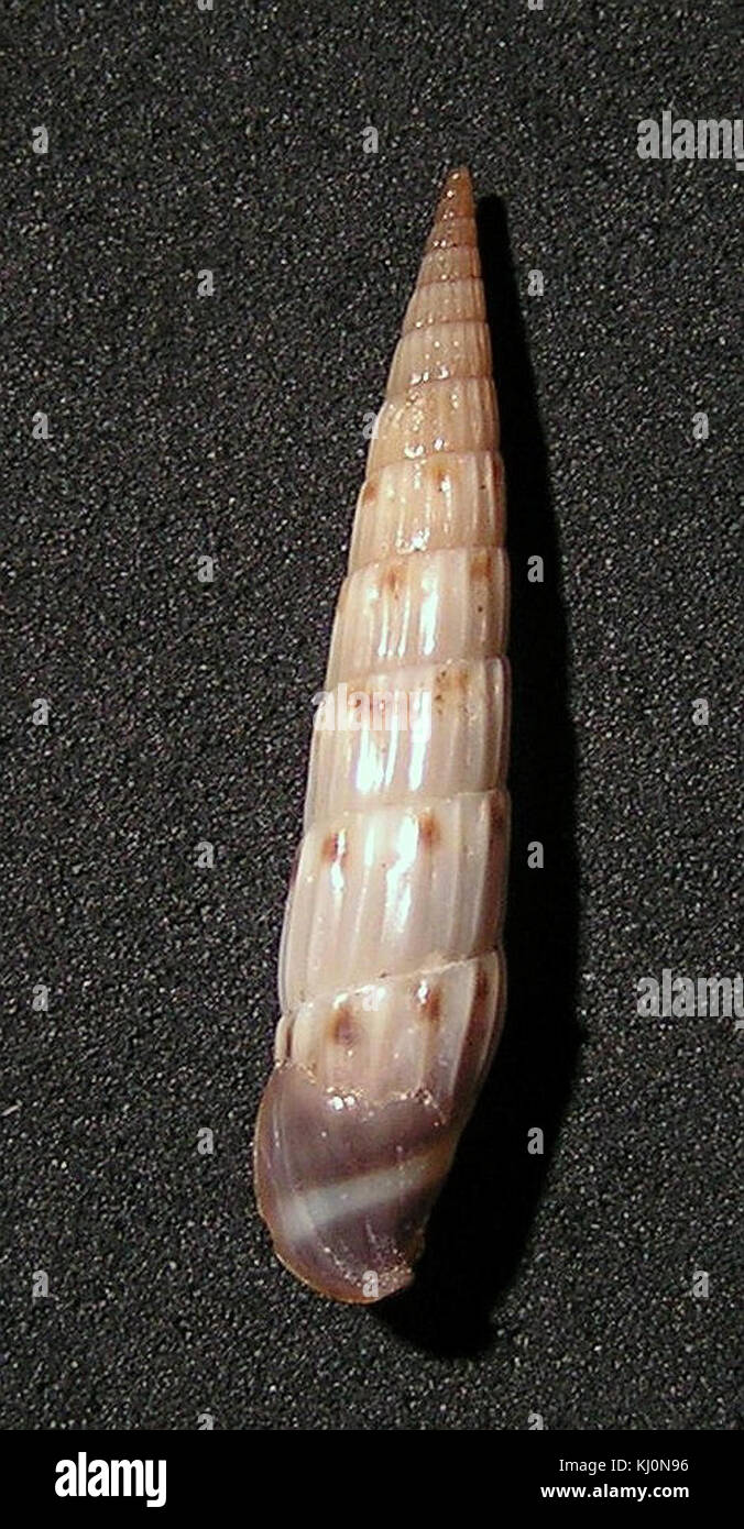 Hastula hi-res stock photography and images - Alamy