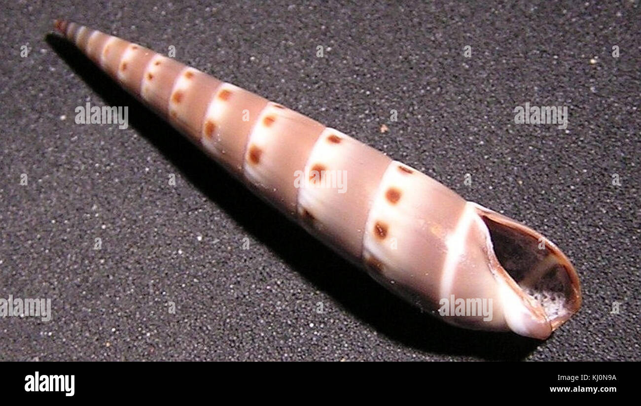 Hastula strigilata 002 Stock Photo - Alamy