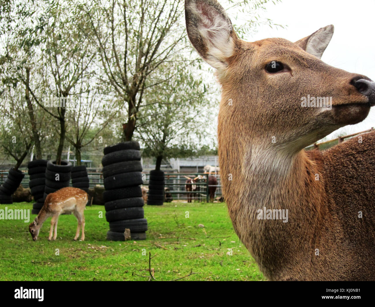 Klaipedos ZooSodas 052 Stock Photo - Alamy