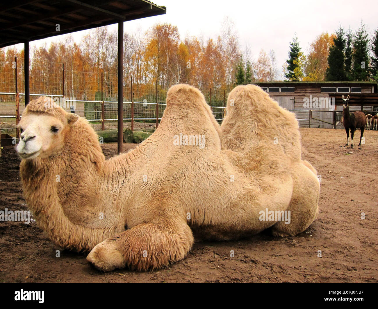 Klaipedos ZooSodas 057 Stock Photo - Alamy