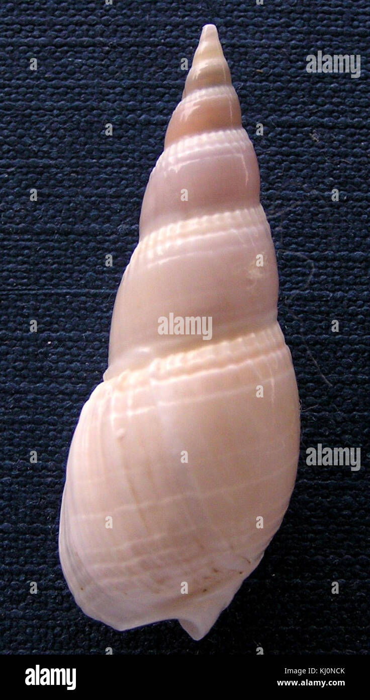 Bullia vittata 001 Stock Photo - Alamy