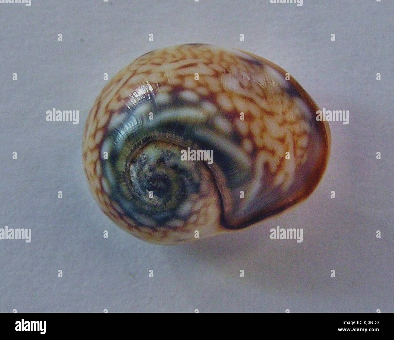 Cyclope hi-res stock photography and images - Alamy