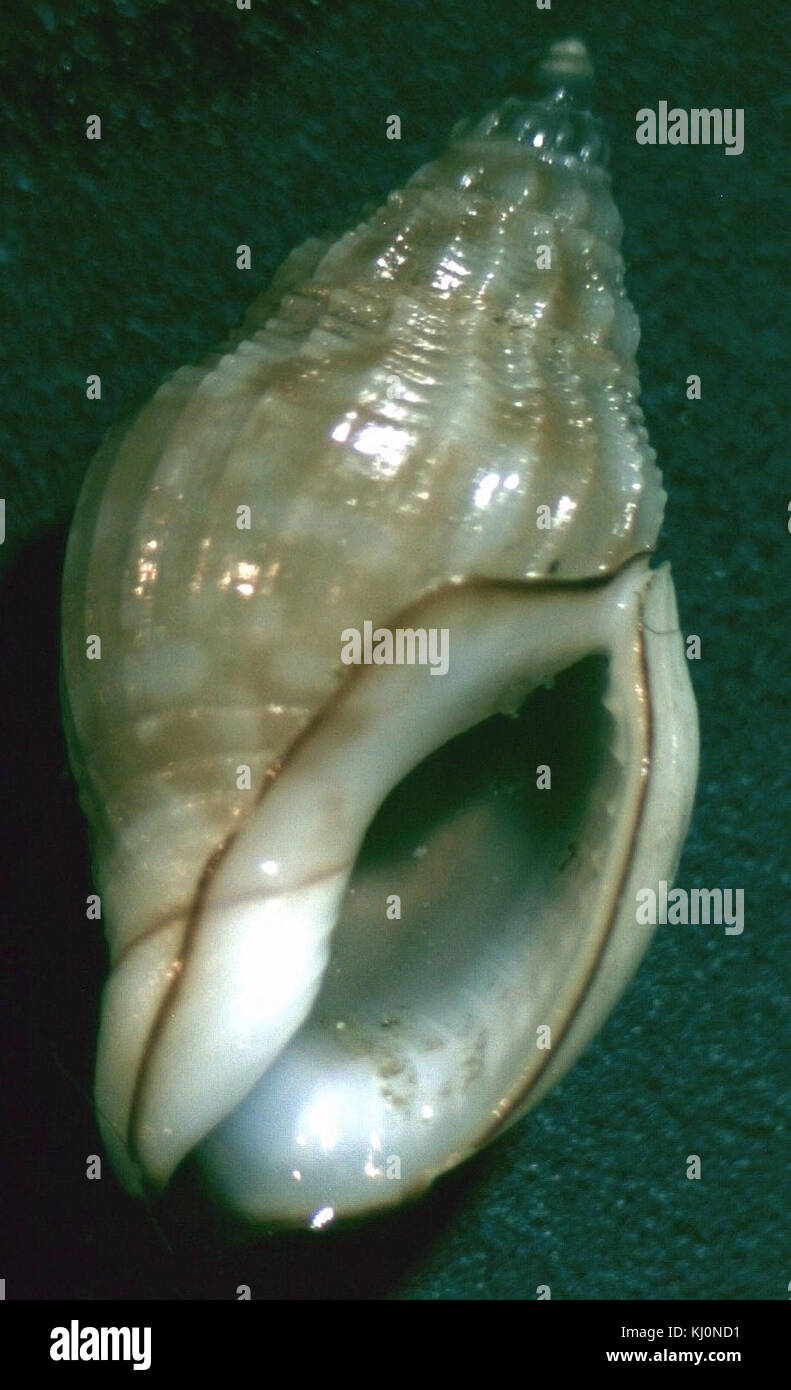 Cyllene fuscata 001 Stock Photo - Alamy