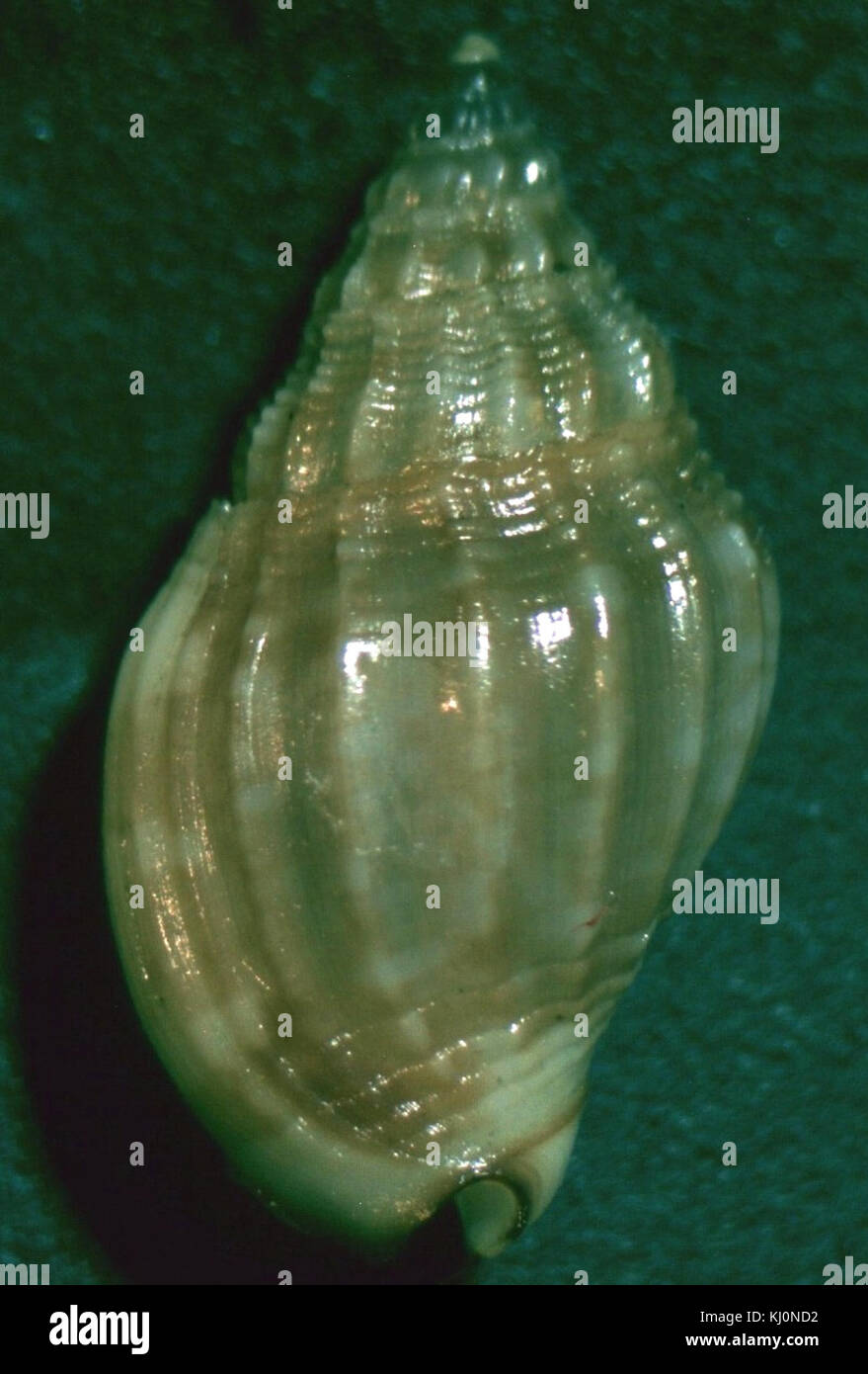 Cyllene fuscata 002 Stock Photo - Alamy