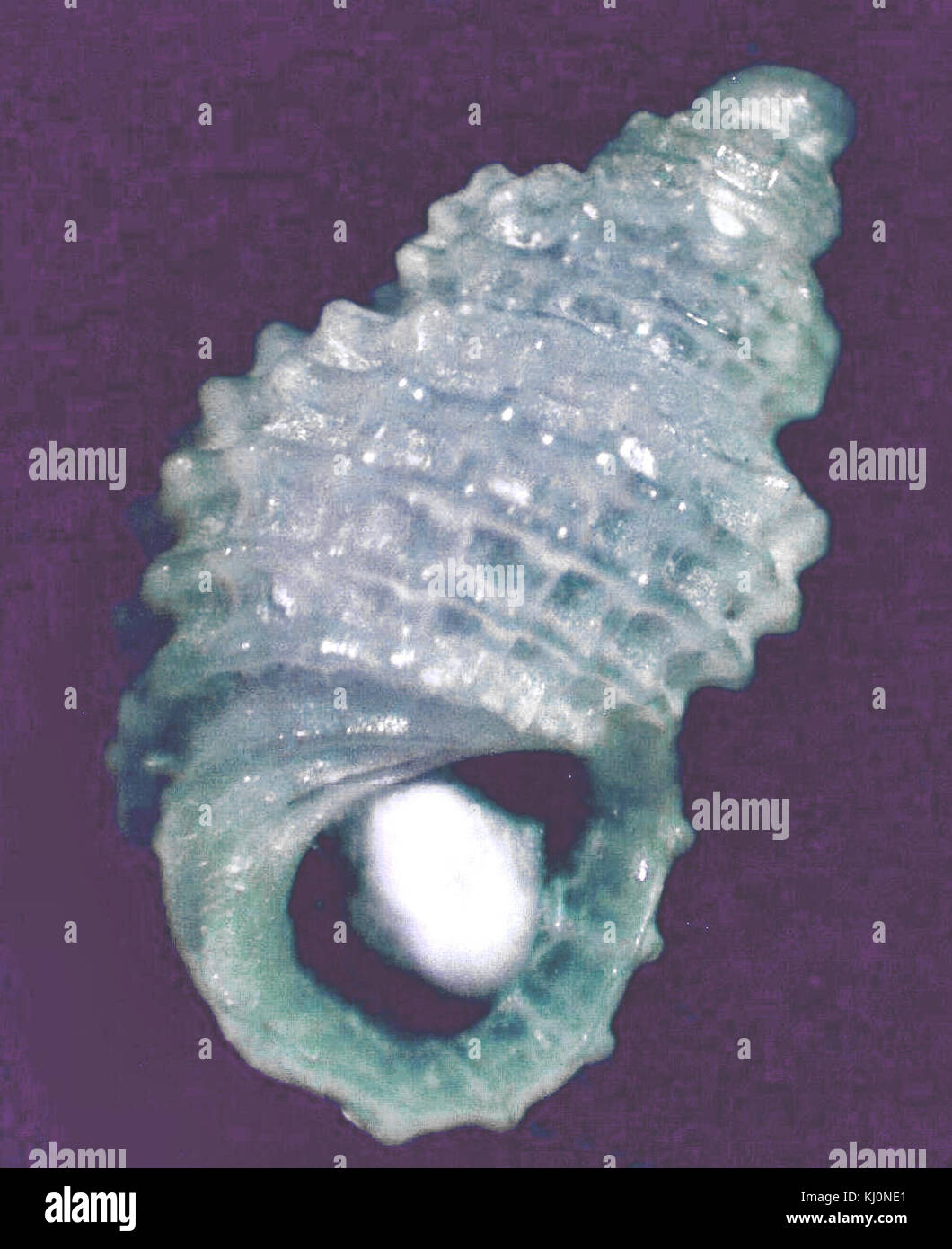 Alvania fischeri 001 Stock Photo - Alamy