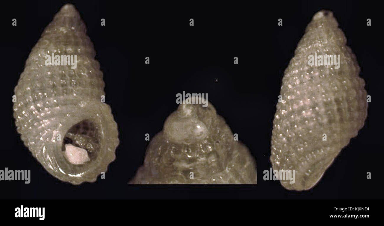 Alvania subcalathus 001 Stock Photo - Alamy
