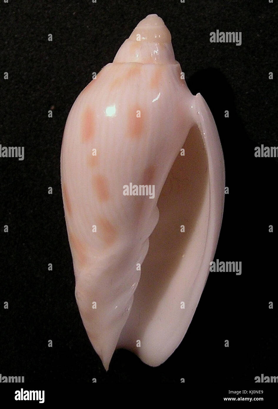 Amoria canaliculata hi-res stock photography and images - Alamy