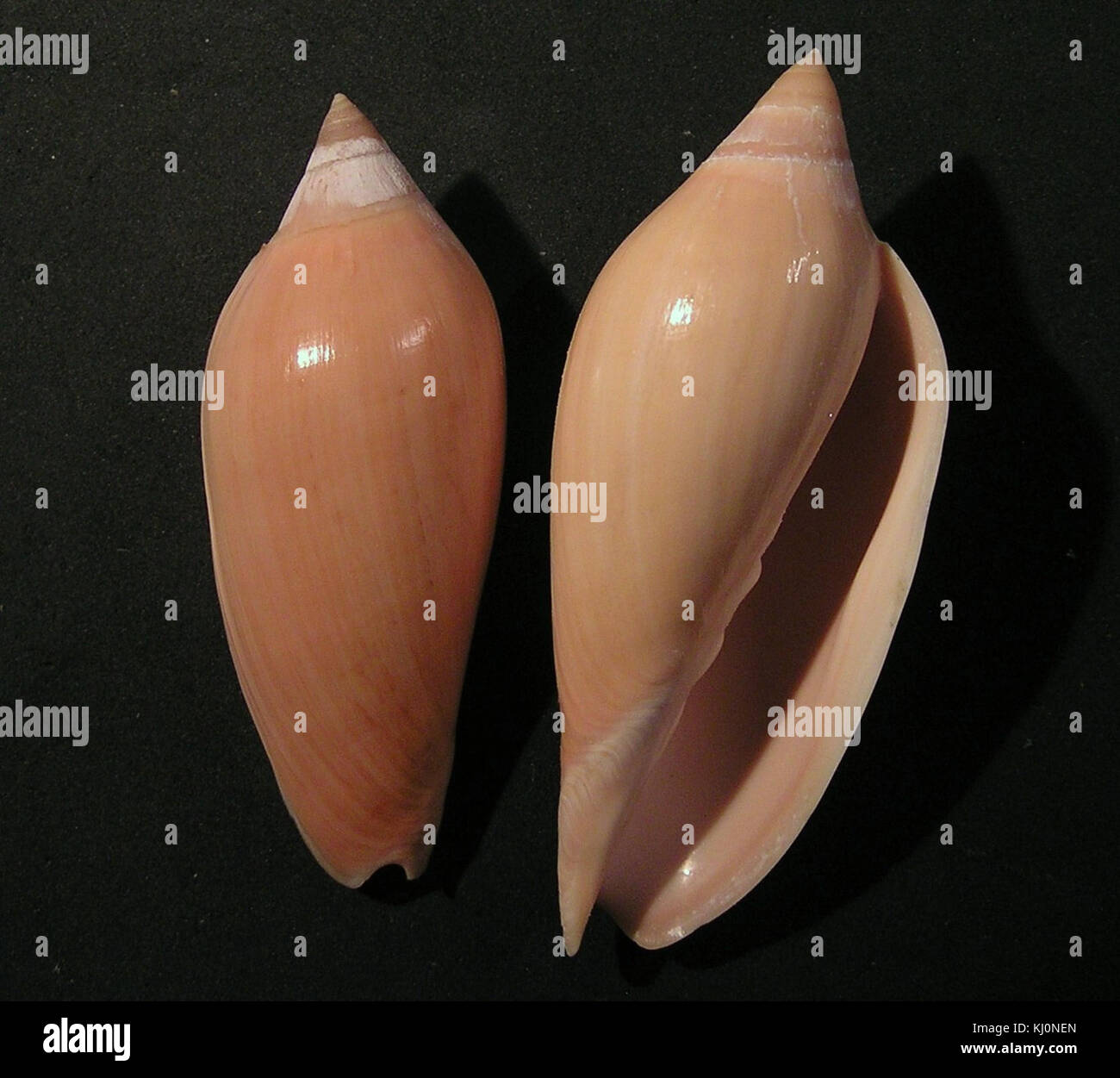 Amoria molleri 002 Stock Photo - Alamy