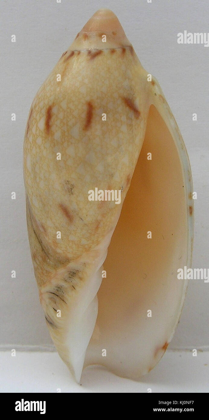 Praetexta High Resolution Stock Photography and Images - Alamy