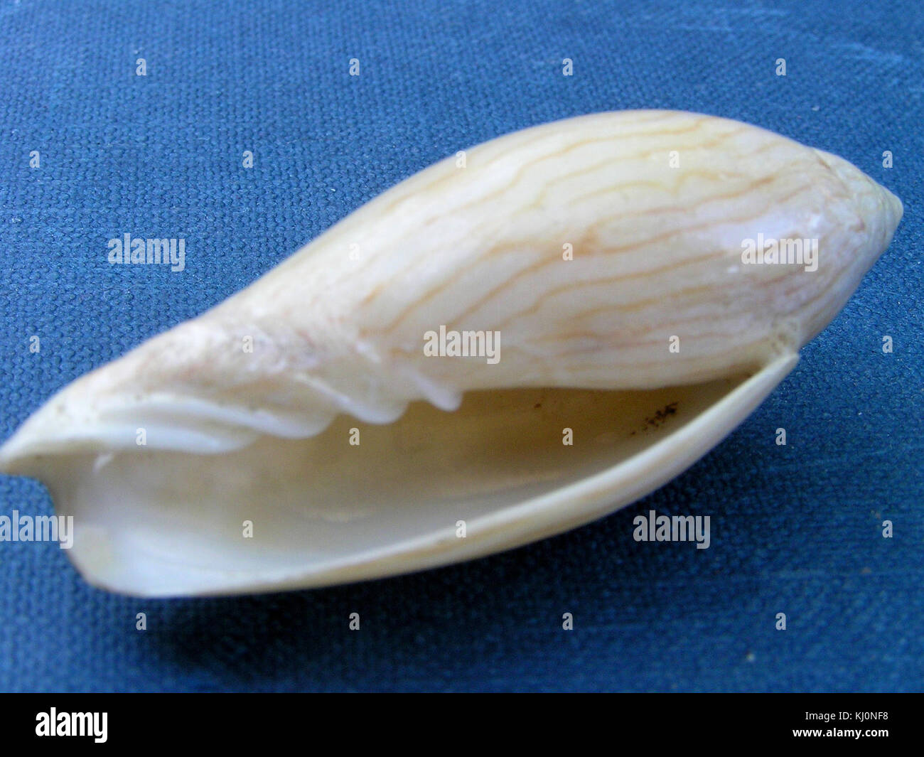 Amoria turneri 001 Stock Photo - Alamy