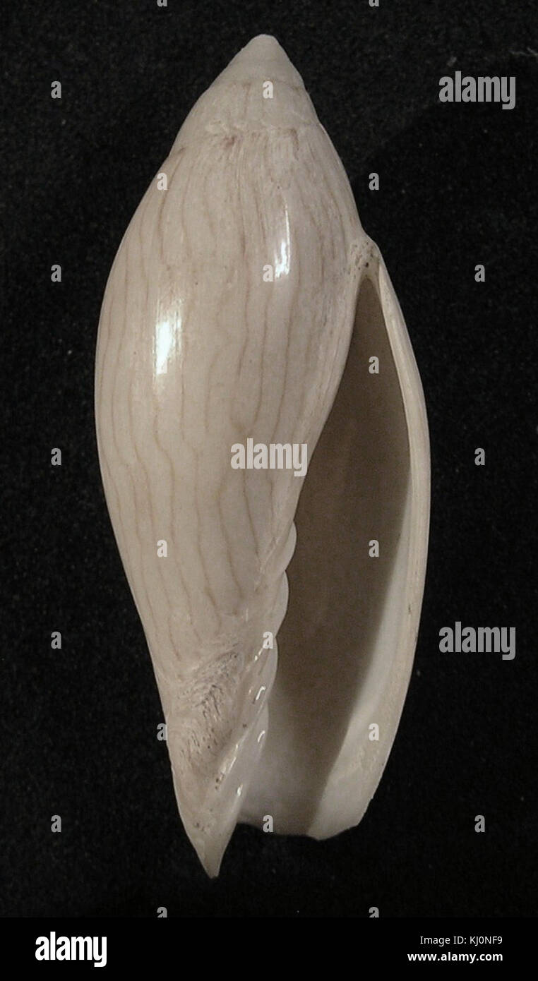 Amoria turneri 002 refers to a specimen or an image of the marine ...