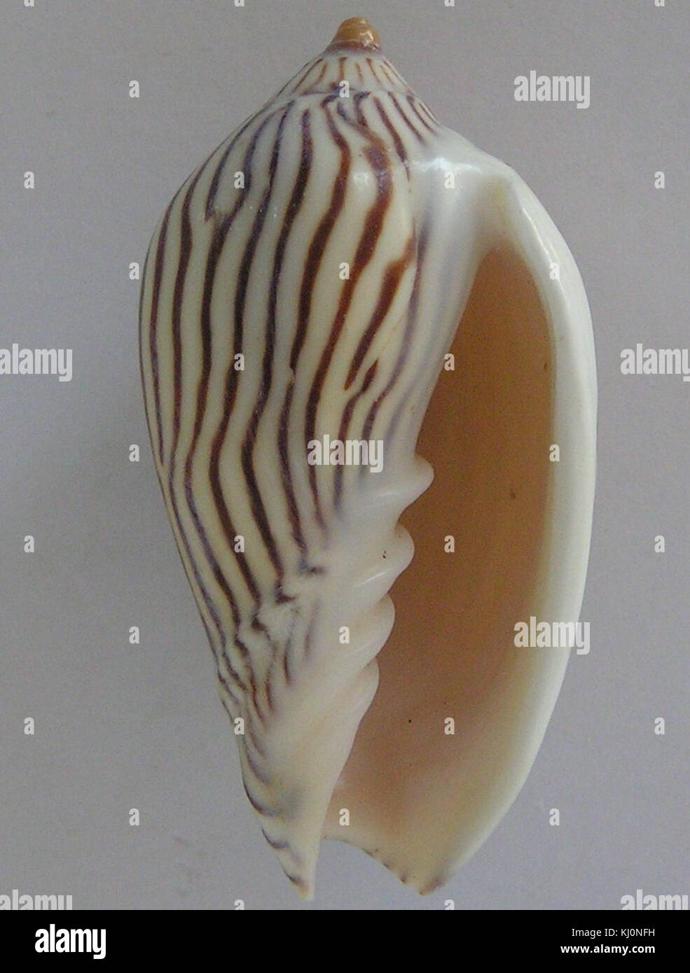 Amoria zebra 001 Stock Photo - Alamy