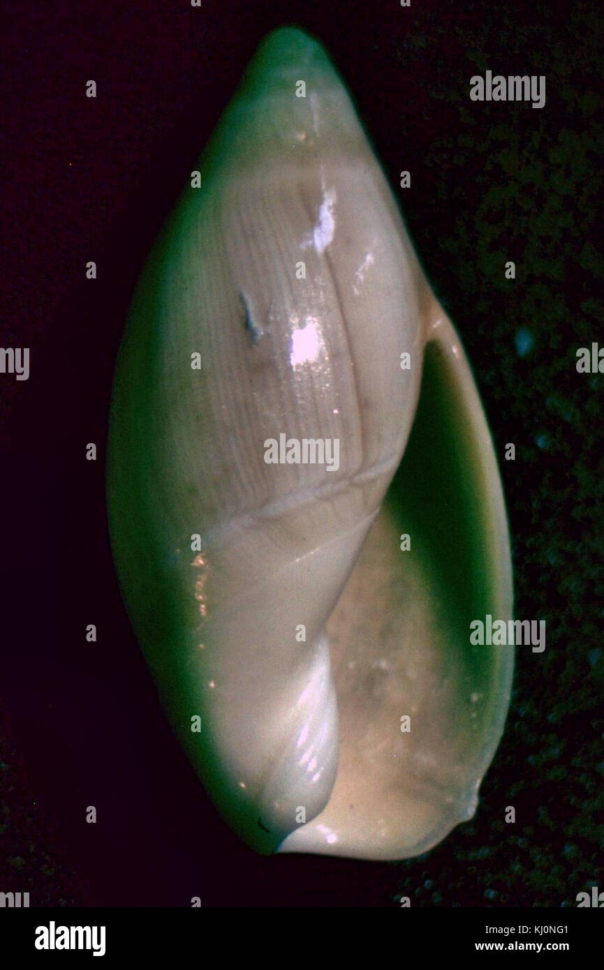 Ancilla lineolata 001 Stock Photo - Alamy