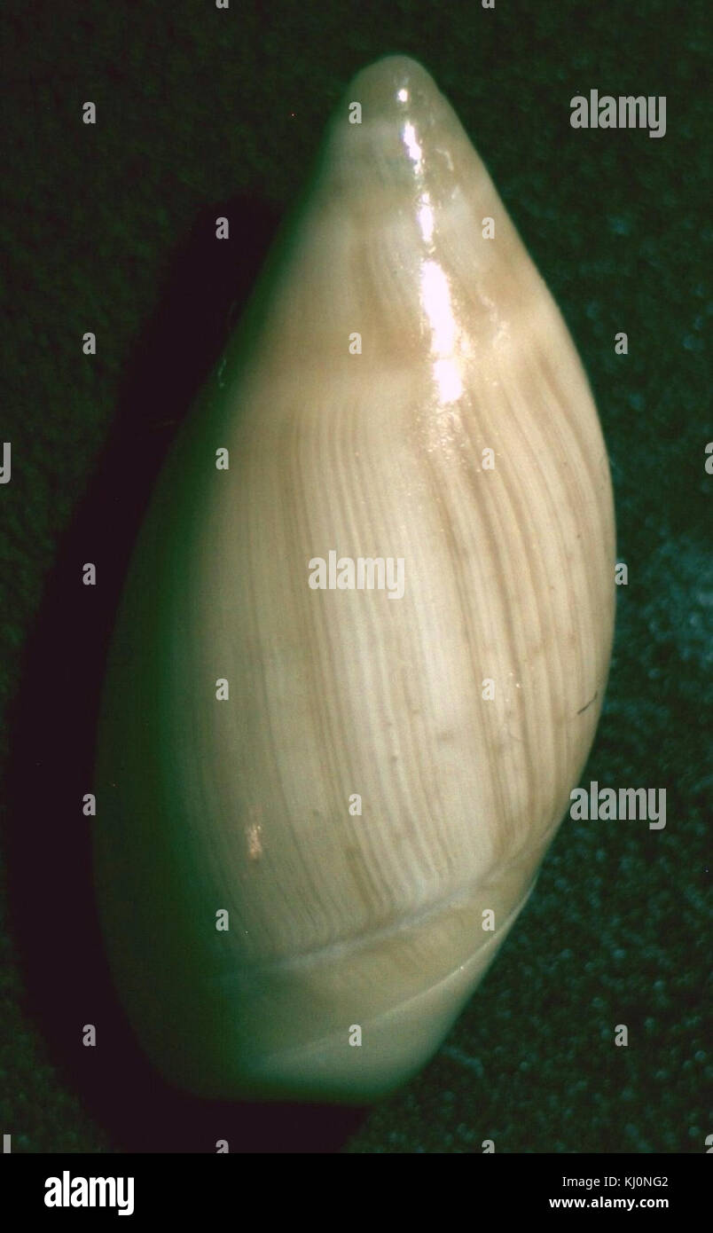 Ancilla hi-res stock photography and images - Alamy