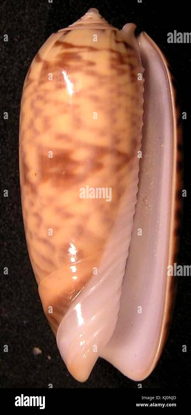 Oliva hirasei 001 Stock Photo - Alamy