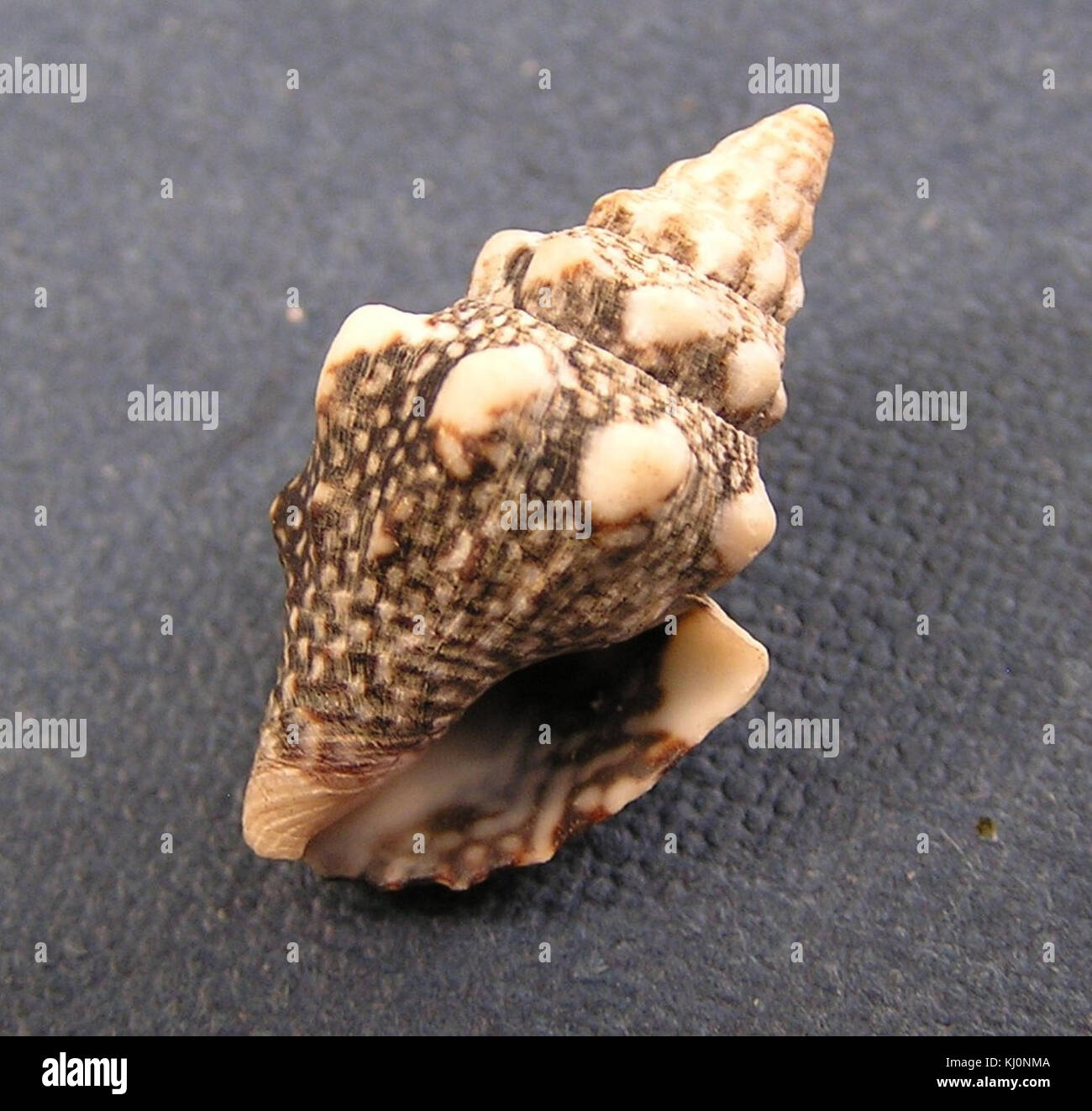 Anachis boivini 001 Stock Photo - Alamy