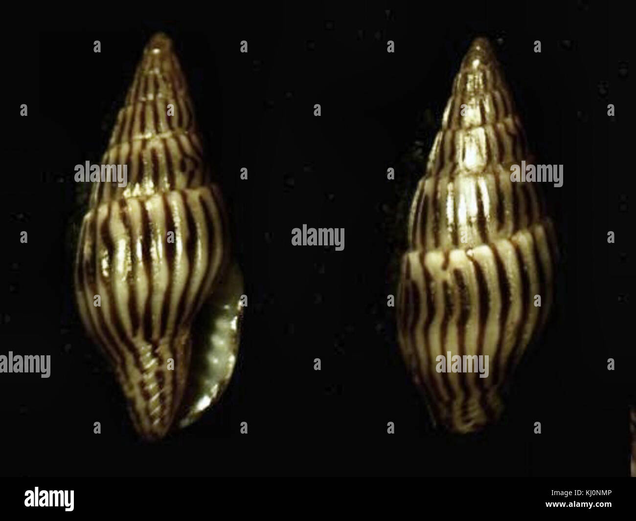 Anachis valledori, a species of marine gastropod. The image showcases ...