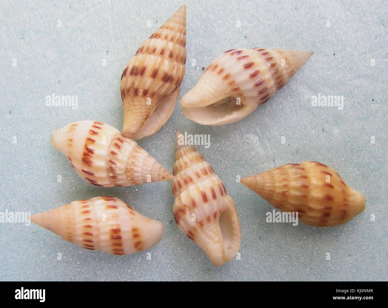 Anachis lyrata 001 Stock Photo - Alamy