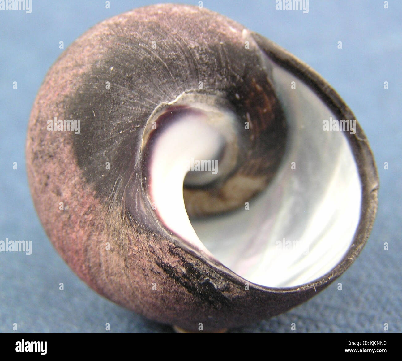 Oxystele tigrina 003 Stock Photo - Alamy