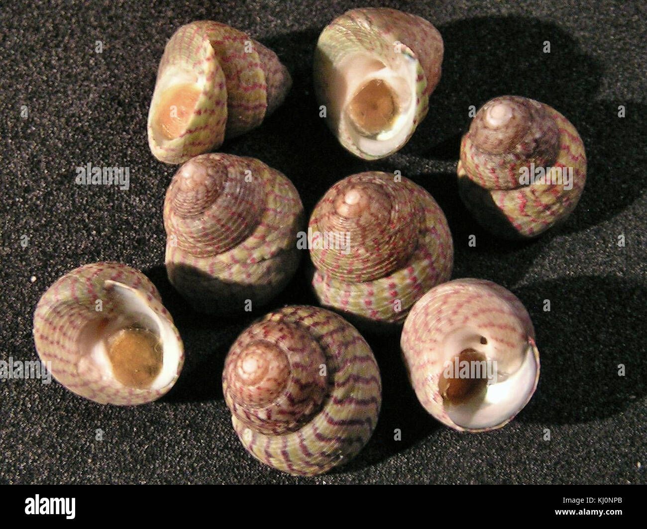 Gibbula divaricata 001 Stock Photo - Alamy