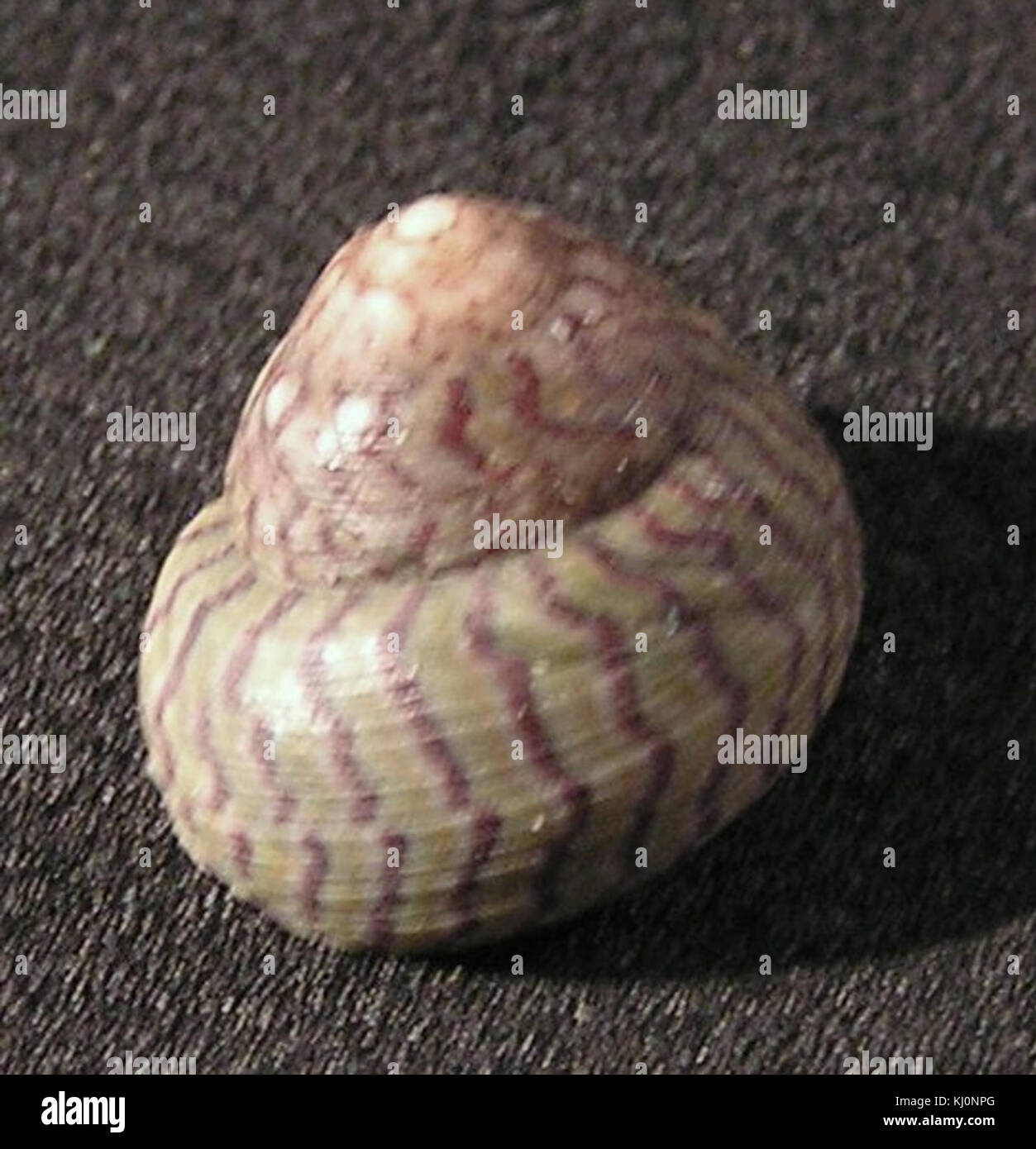 Gibbula divaricata 003 Stock Photo - Alamy