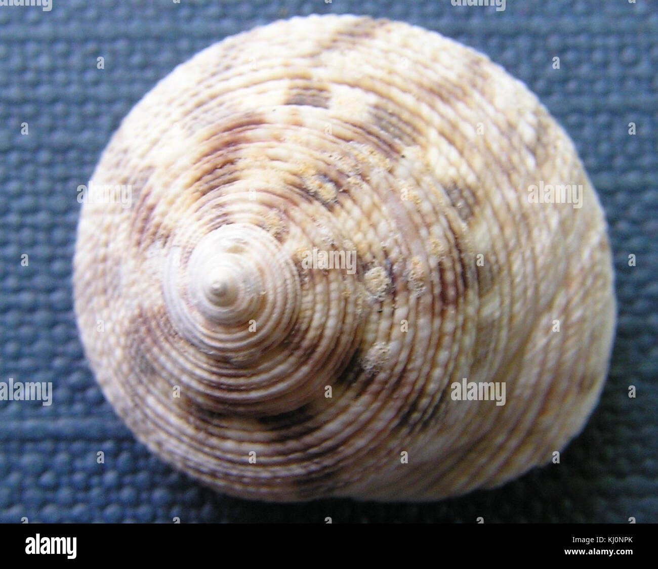 Monilea lentiginosa 001 Stock Photo - Alamy