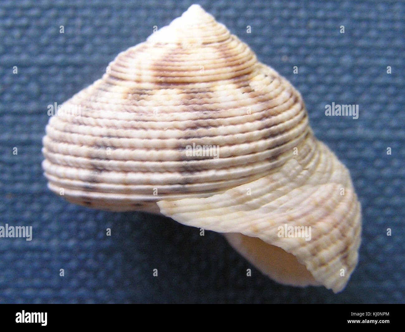 Monilea lentiginosa 002 Stock Photo - Alamy