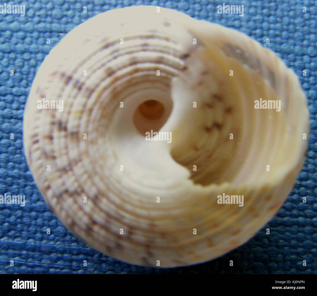 Monilea lentiginosa 003 Stock Photo - Alamy