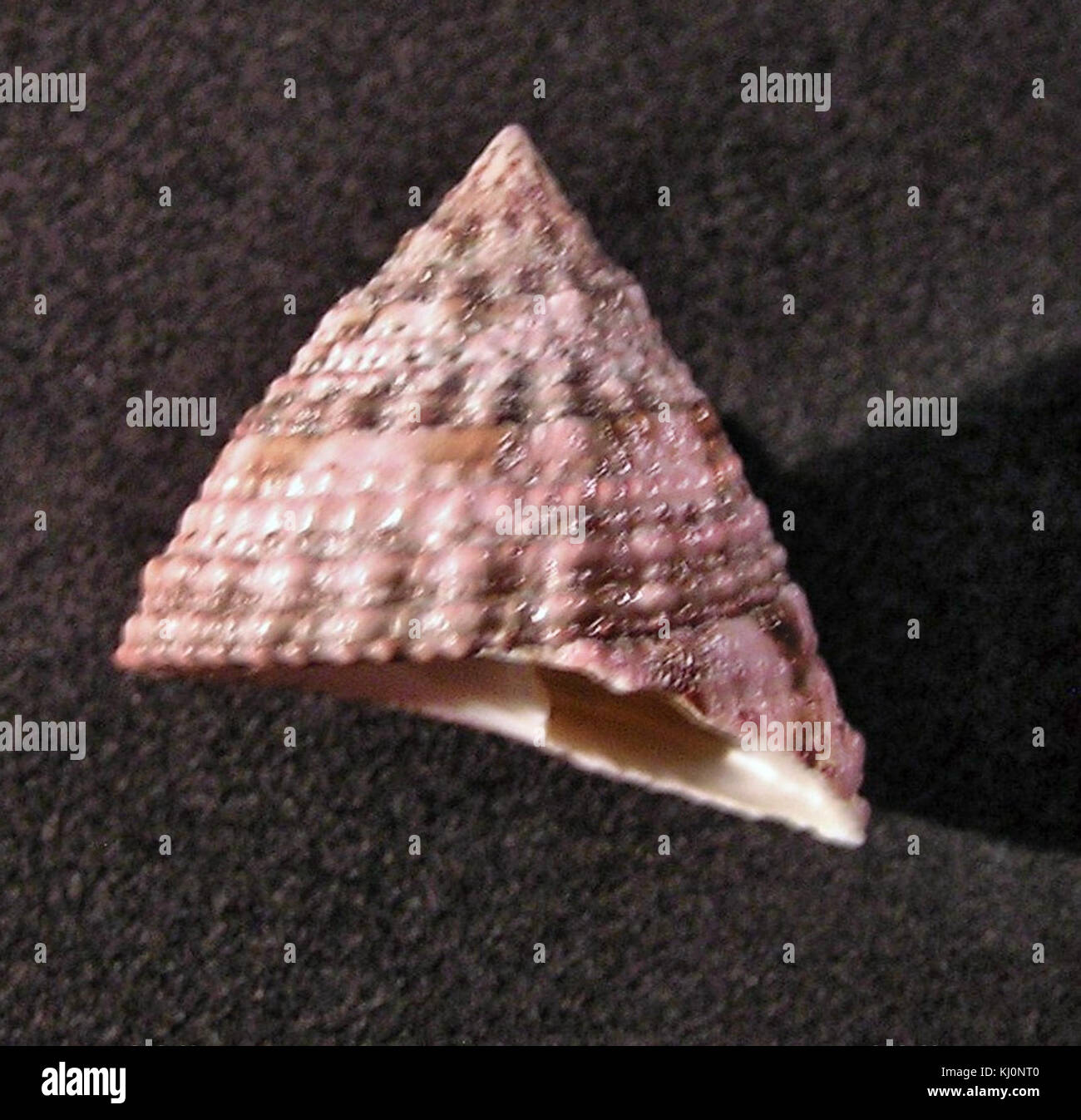 Infundibulum hi-res stock photography and images - Alamy