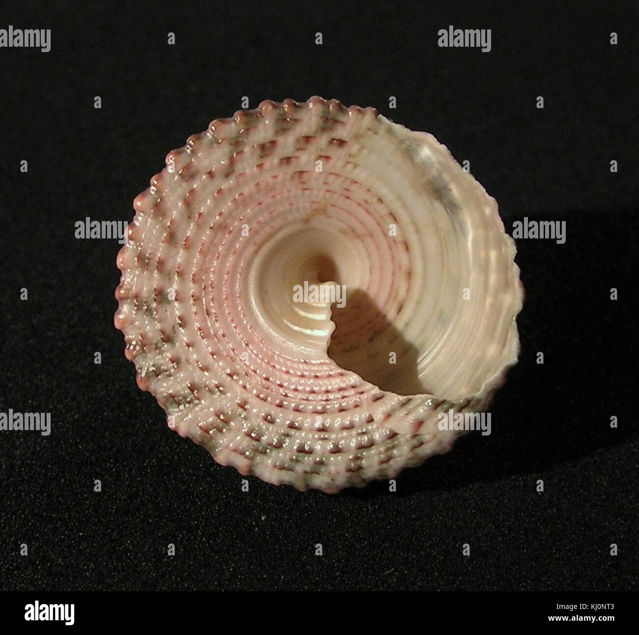 Infundibulum hi-res stock photography and images - Alamy