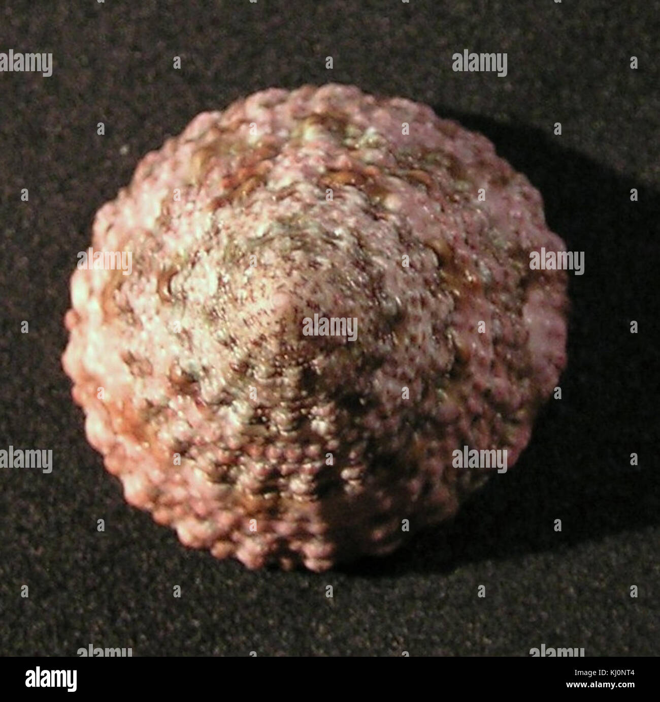 Infundibulum aemulans 003 Stock Photo - Alamy