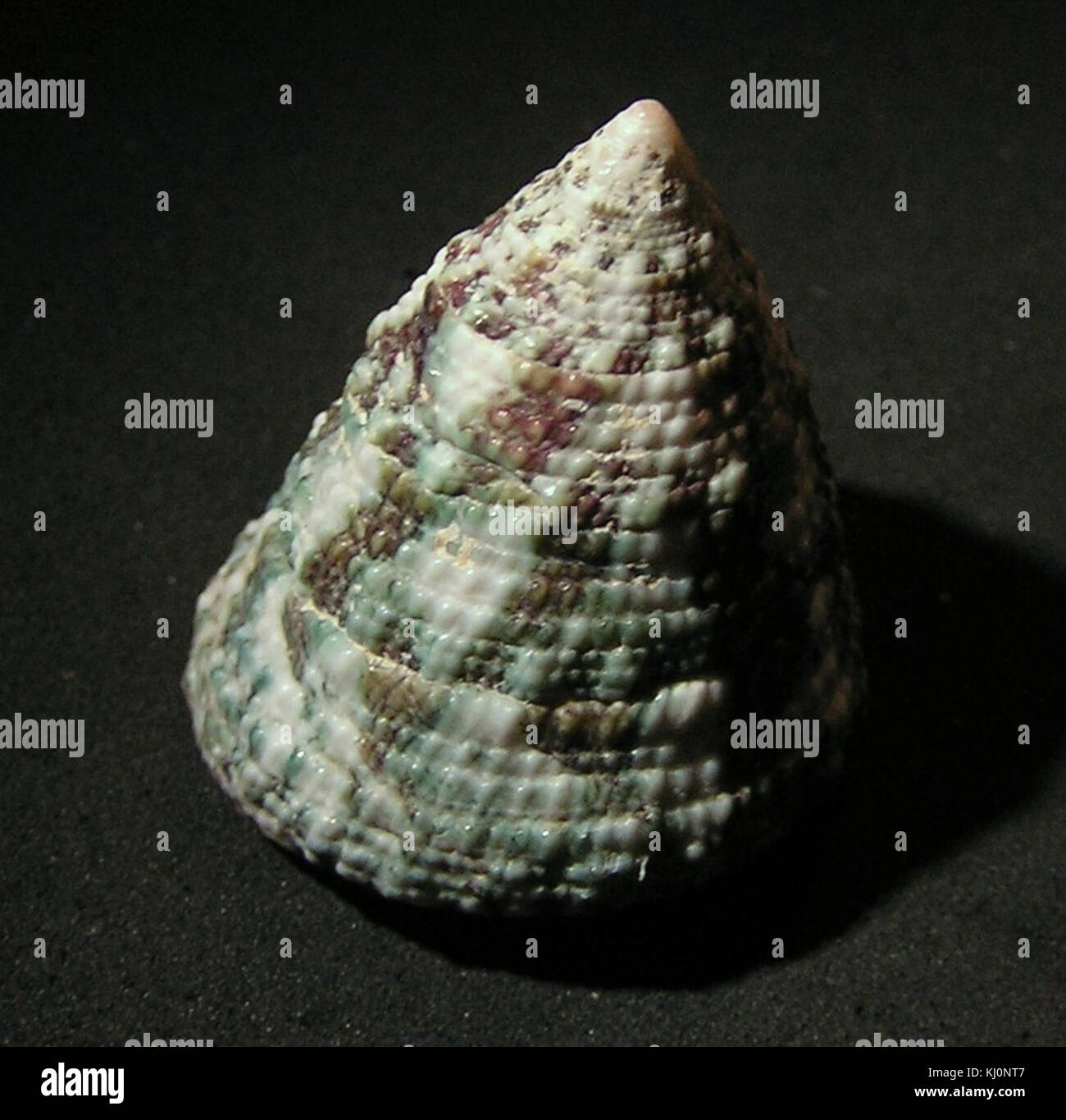 Tectus magnificus 003 Stock Photo - Alamy
