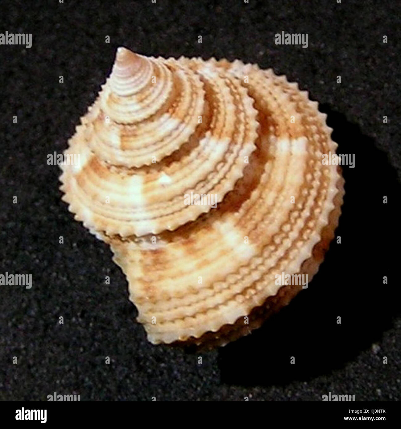 Calliostoma aculeatum 003 Stock Photo - Alamy