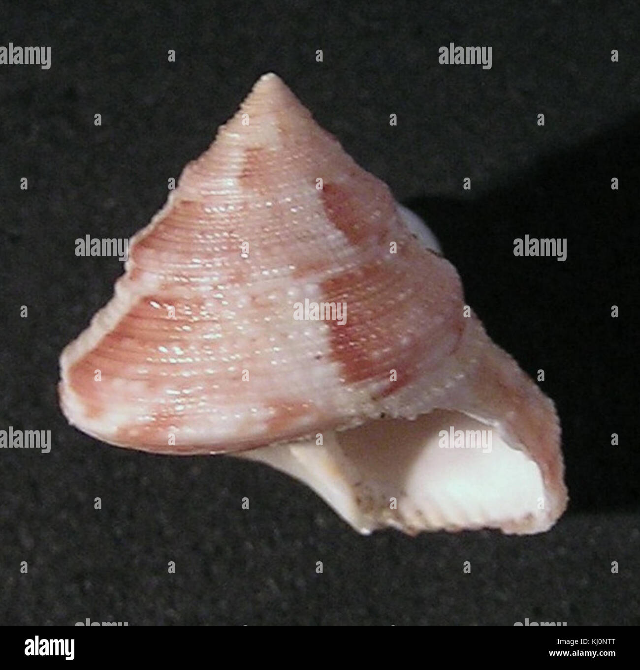 Calliostoma adspersum 001 Stock Photo - Alamy